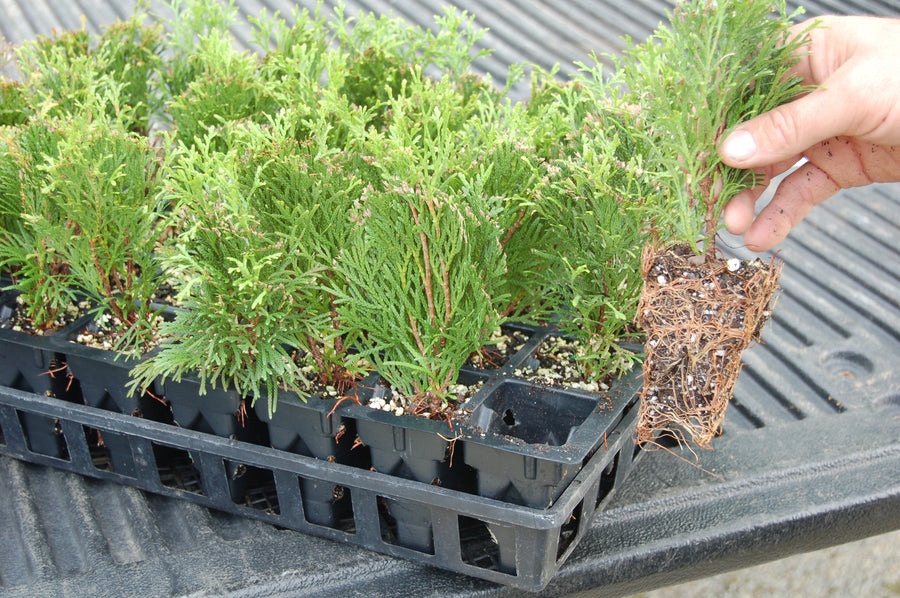 RootBuilder® II Containers