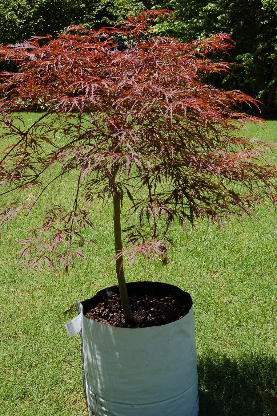 Patio RootTrapper® Containers