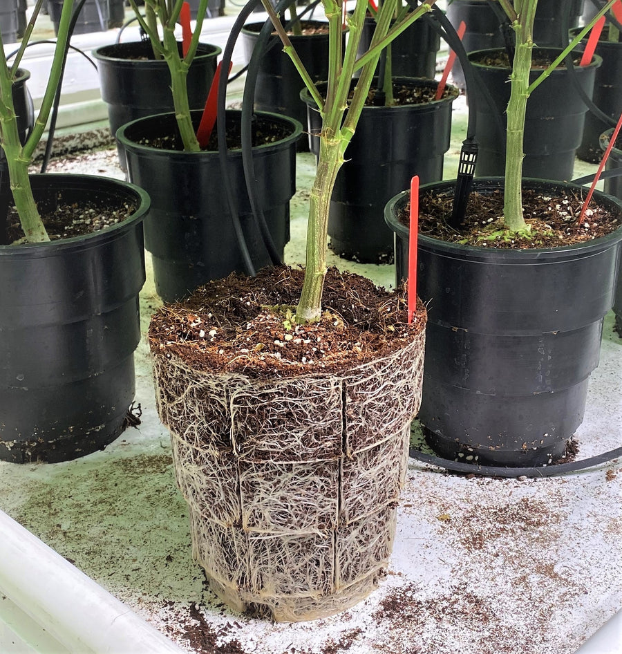 RootBuilder® II Containers